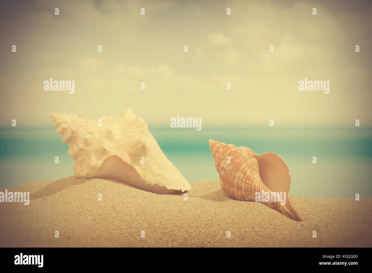 Seashell on the beach, with a tropical sea, in vintage style Stock ...