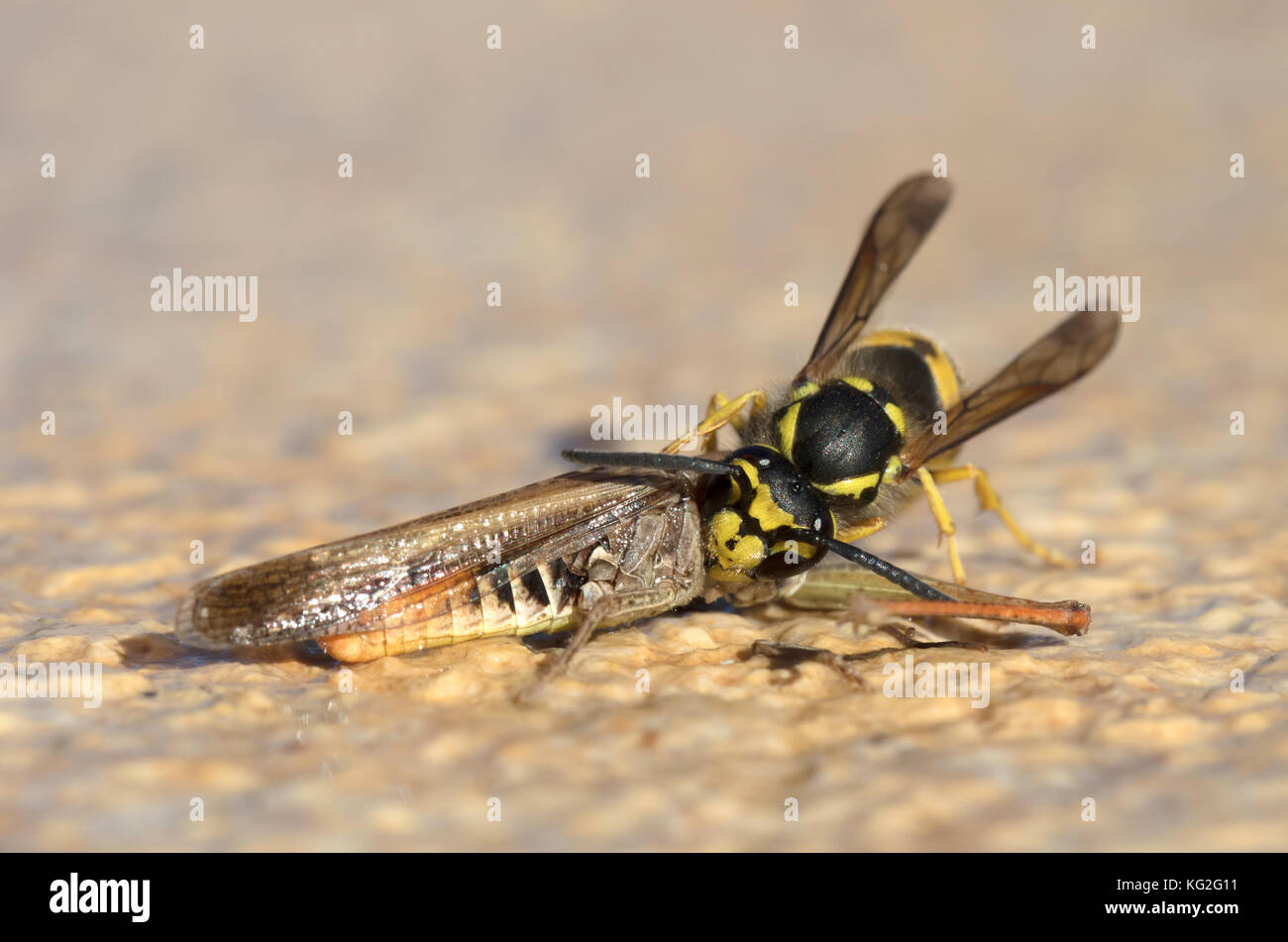 Wasp cutting of a grasshoppers head - Closeup Stock Photo - Alamy