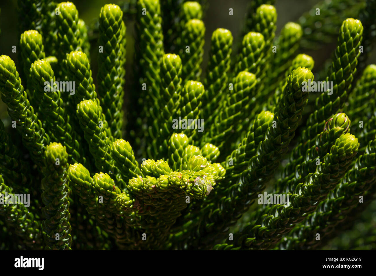 Macro araucaria branch closeup. Green coniferous plant. Monkey puzzle ...