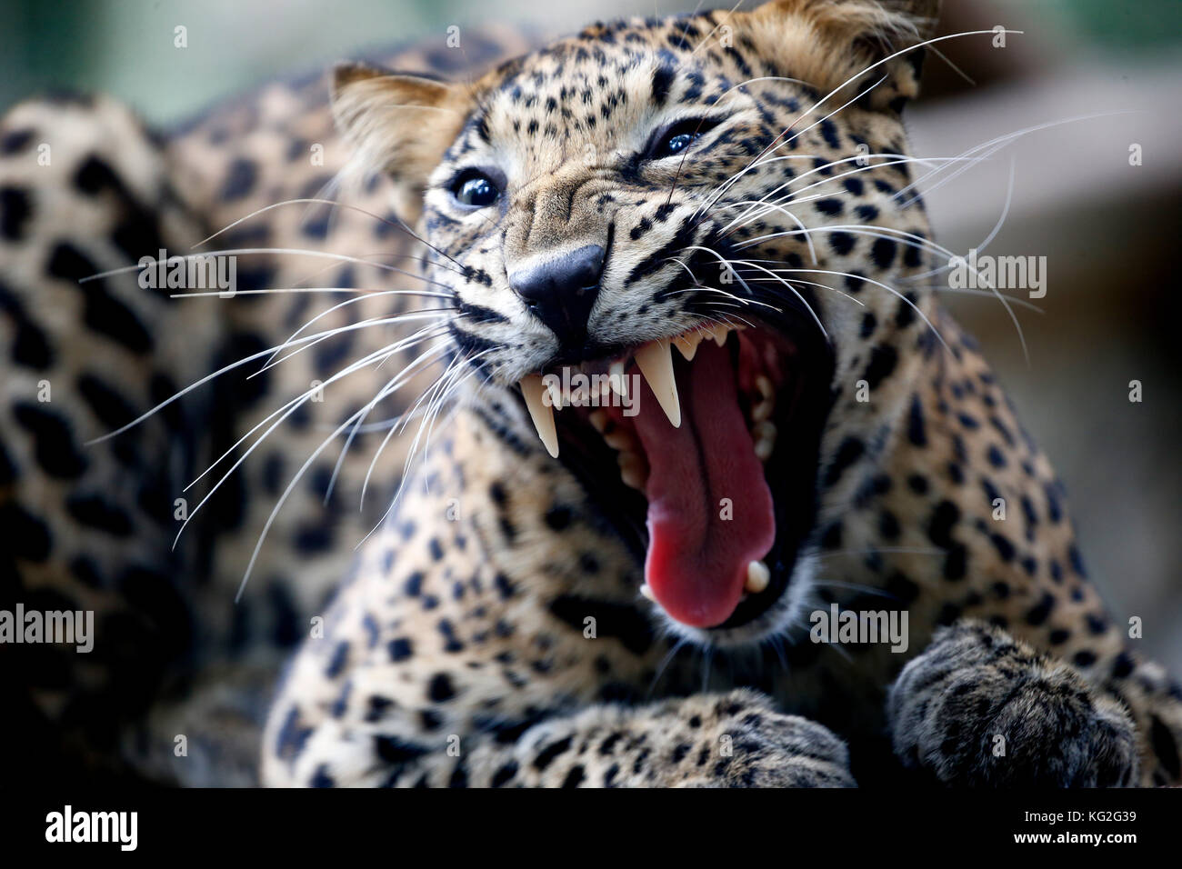 Leopard opened his mouth and rest in the bench in Malacca, Malaysia ...