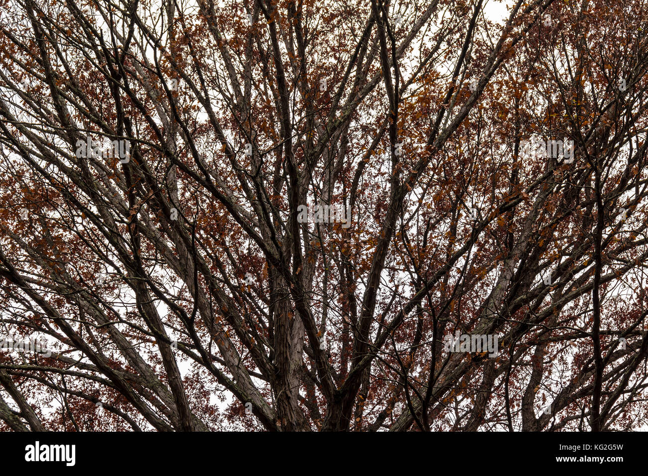 Texture of the bare branches of the autumn oak tree on the background ...