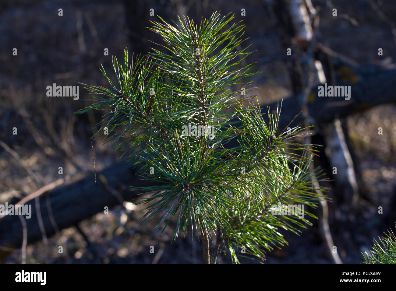 One young pine tree. Fir branches. Spruce background. Coniferous forest ...