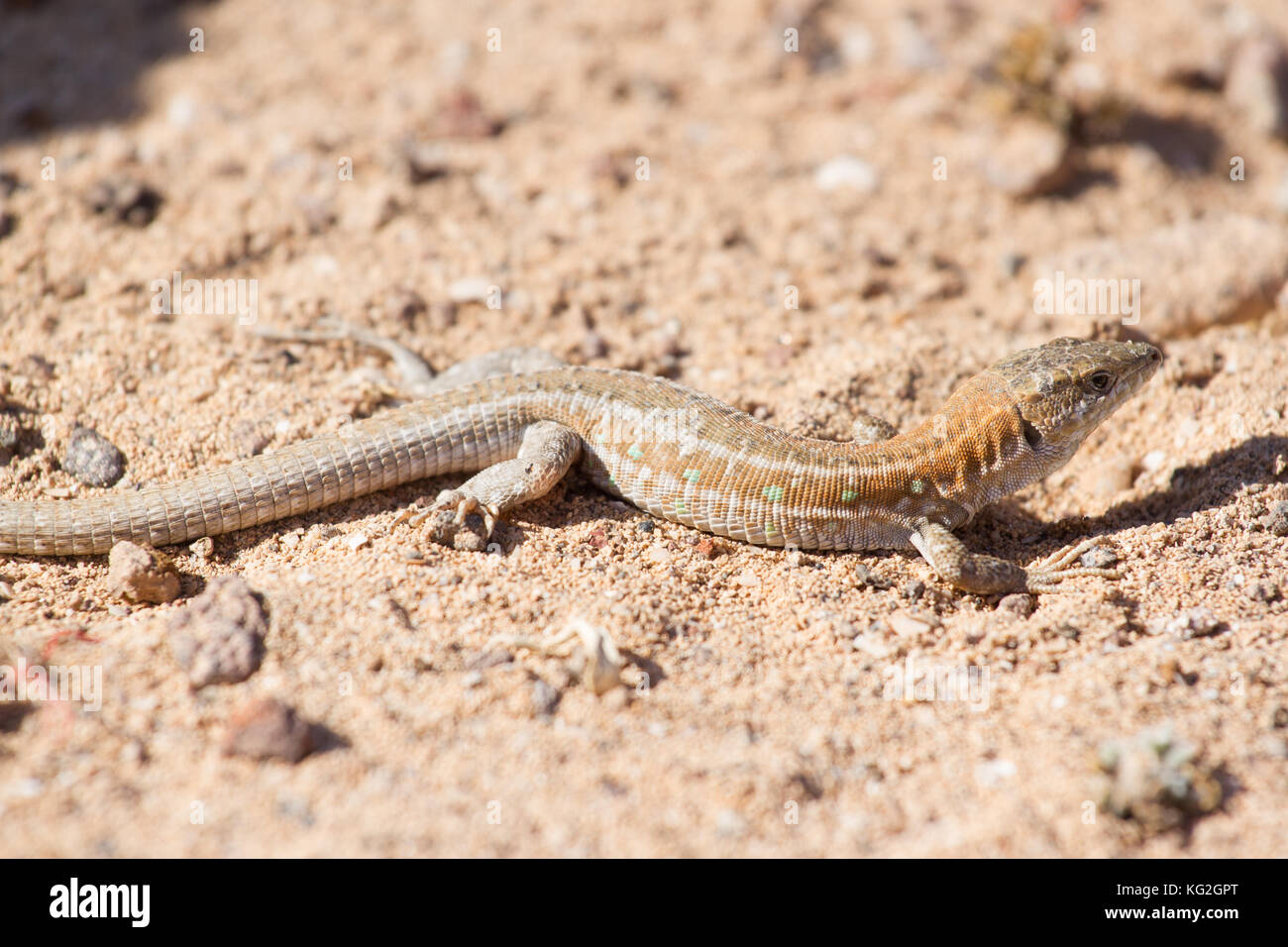 Lizard Lagarto ocelado. Mediterranean wall lizard caught prey Podarcis ...