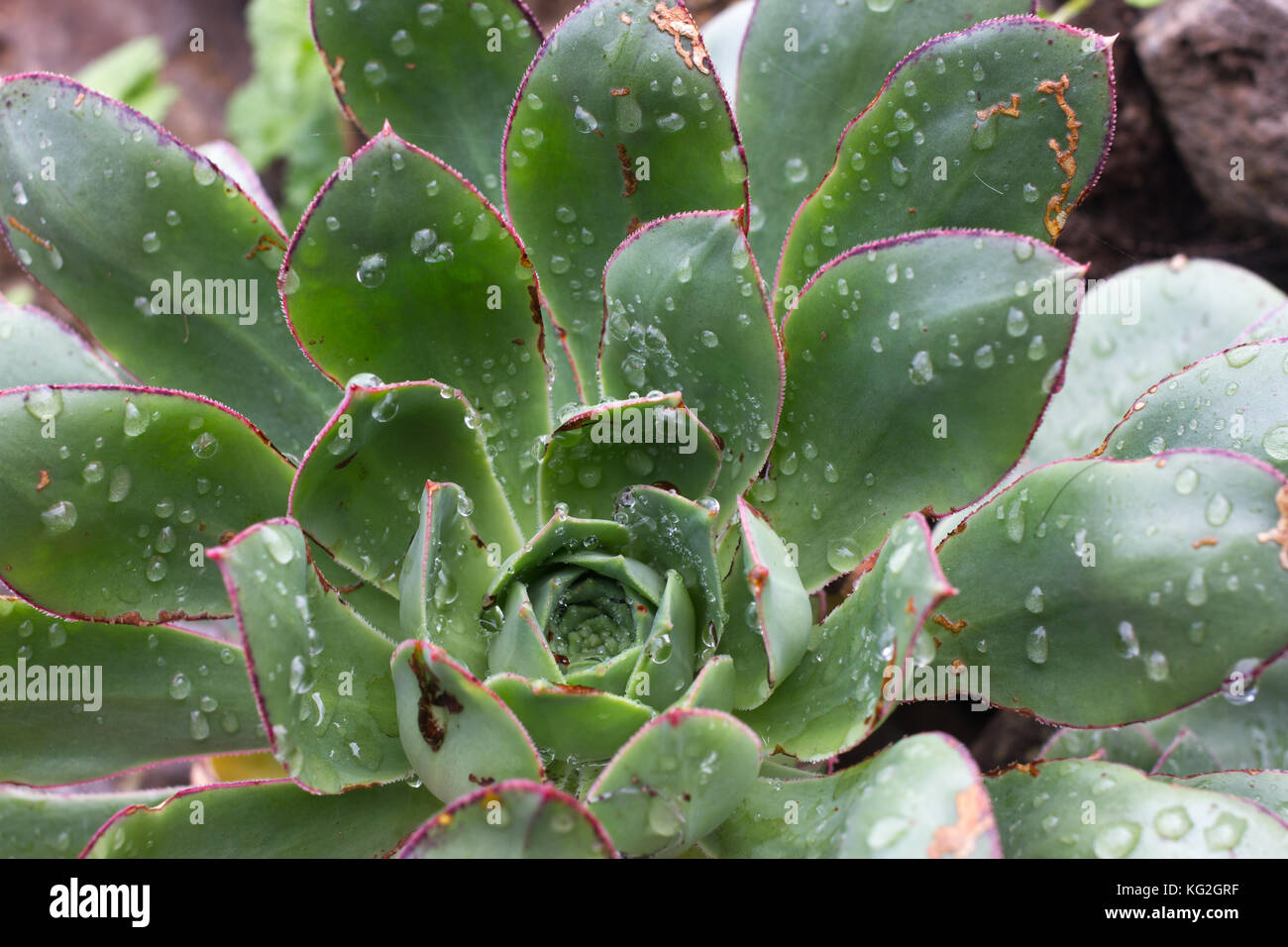 Macro photo of succulent Aeonium arboreum. Bedroom cabbage Stock Photo ...