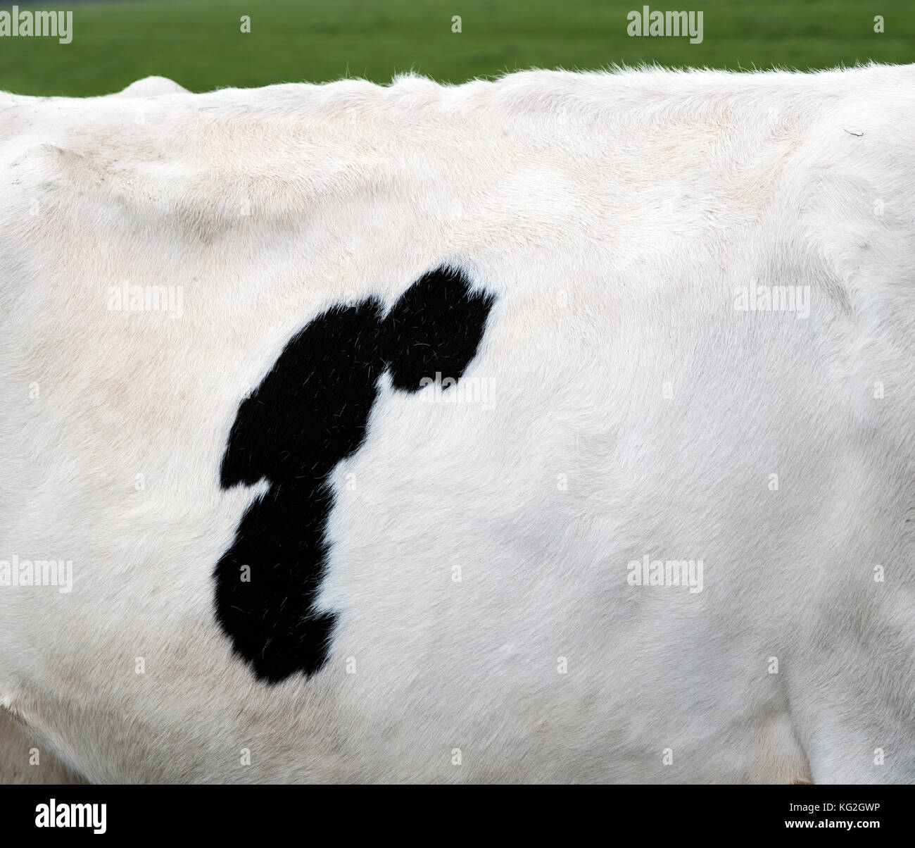 black spot on hide of white cow Stock Photo - Alamy