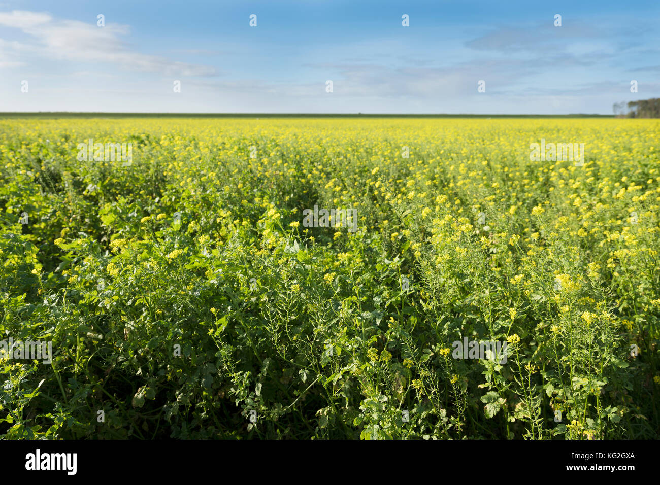 Mustard seed fields india hi-res stock photography and images - Alamy