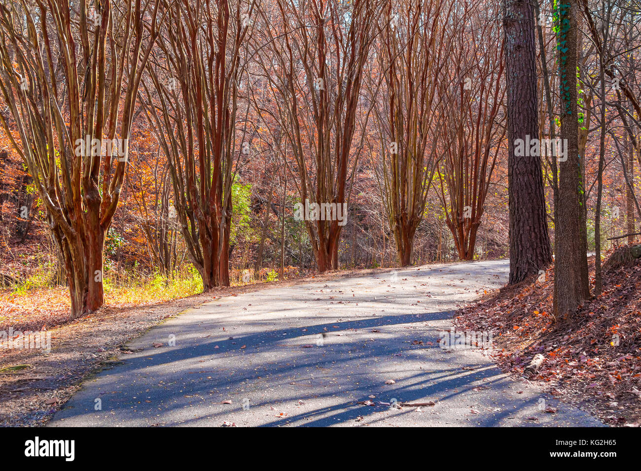 Alley with leopard trees and curved road in Lullwater Park in sunny ...