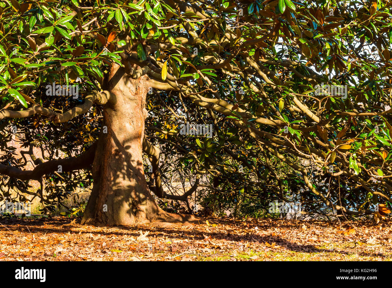 The old magnolia tree with a lush crown in the autumn park Stock Photo ...
