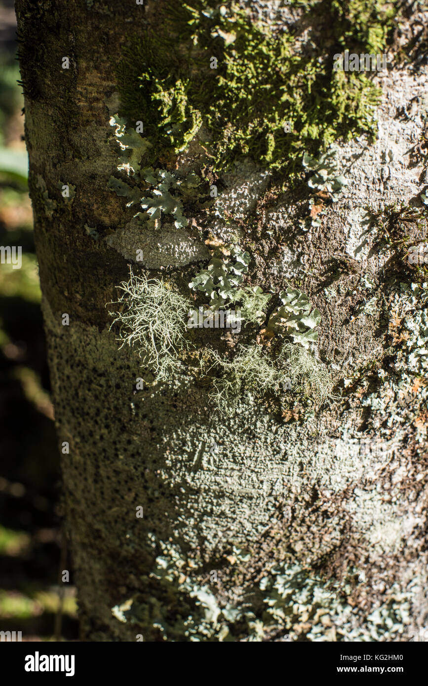 Moss and lichen on a tree trunk Stock Photo - Alamy