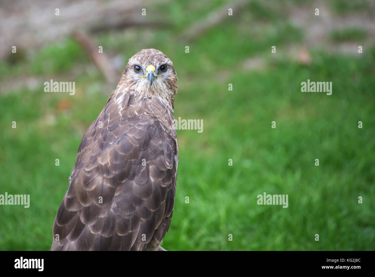 Young hawk in captivity in zoo in summer day Stock Photo - Alamy