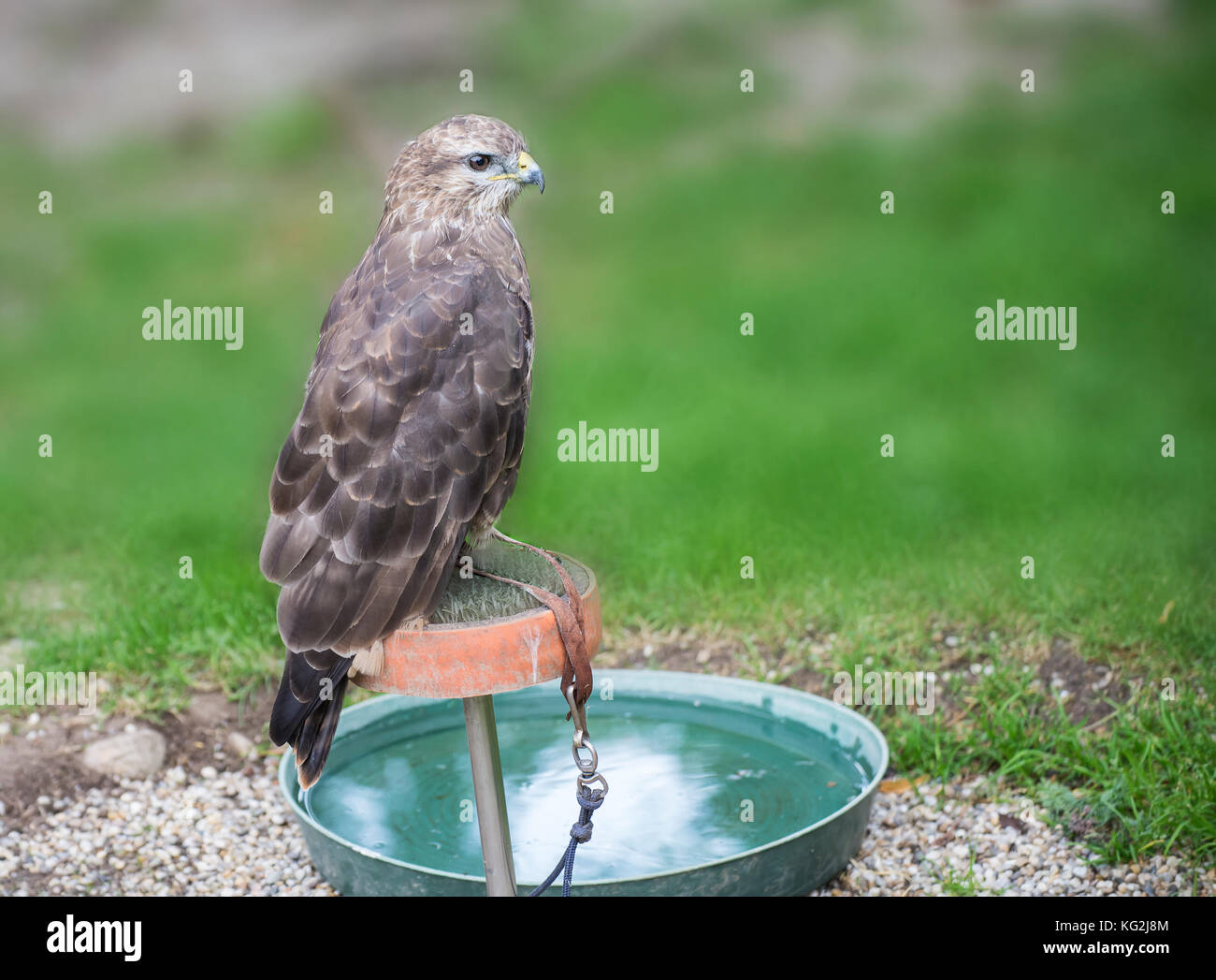 Young hawk in captivity in zoo in summer day Stock Photo - Alamy