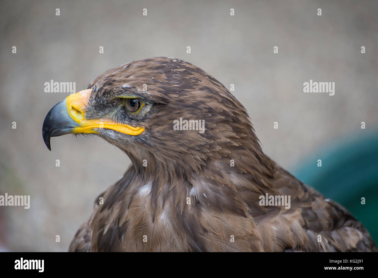 Young hawk in captivity in zoo in summer day Stock Photo - Alamy