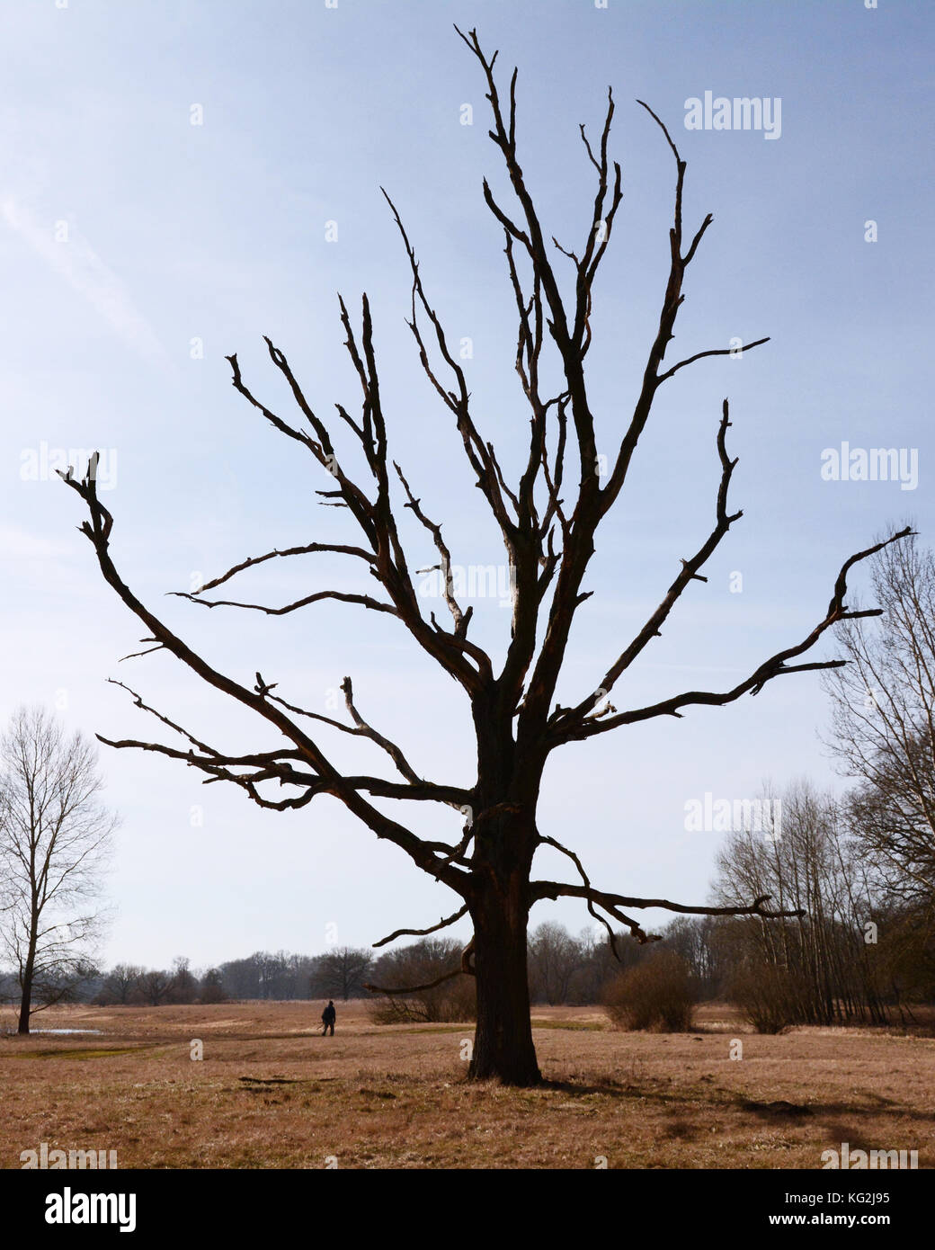 Rogalin oak - majestic, huge, dead tree with a human standing near it ...