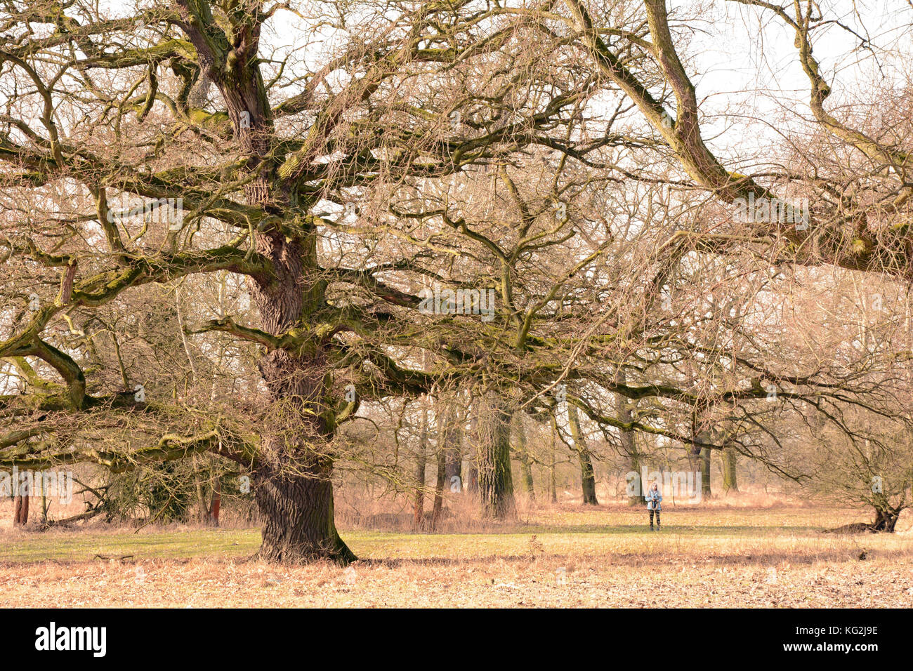 Magnificent oak trees hi-res stock photography and images - Alamy