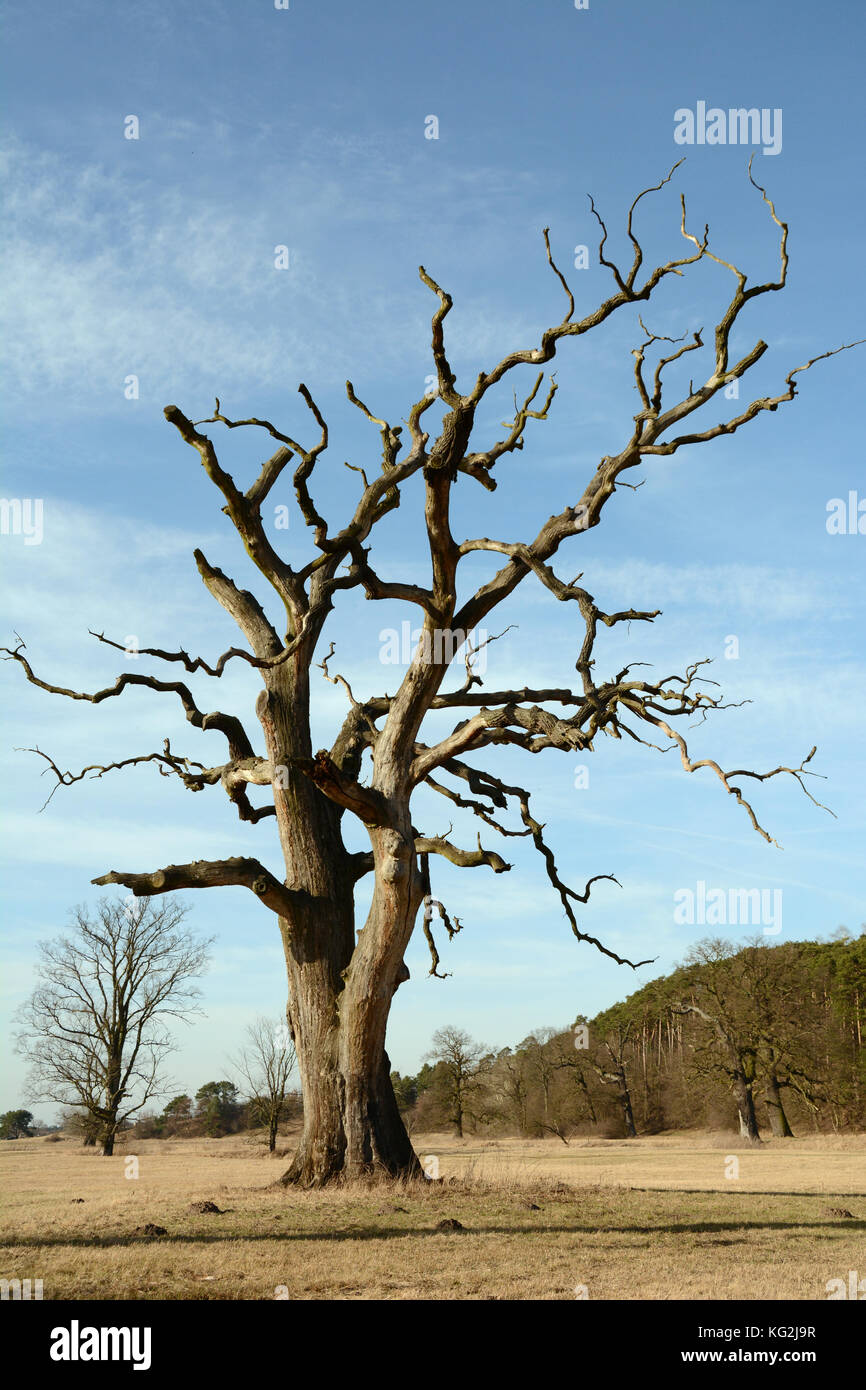 Leafless oak tree hi-res stock photography and images - Alamy