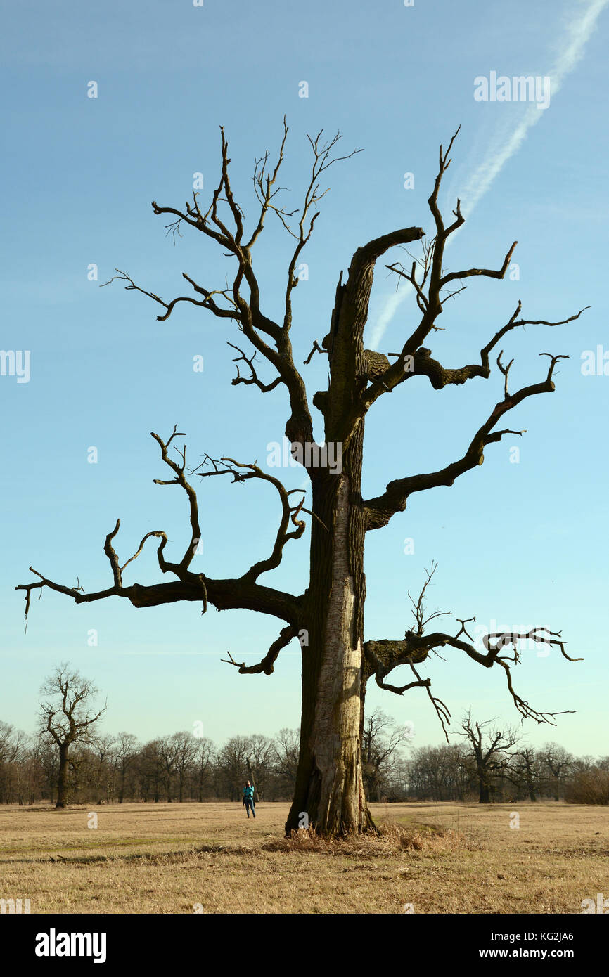 Dead standing oak tree hi-res stock photography and images - Alamy