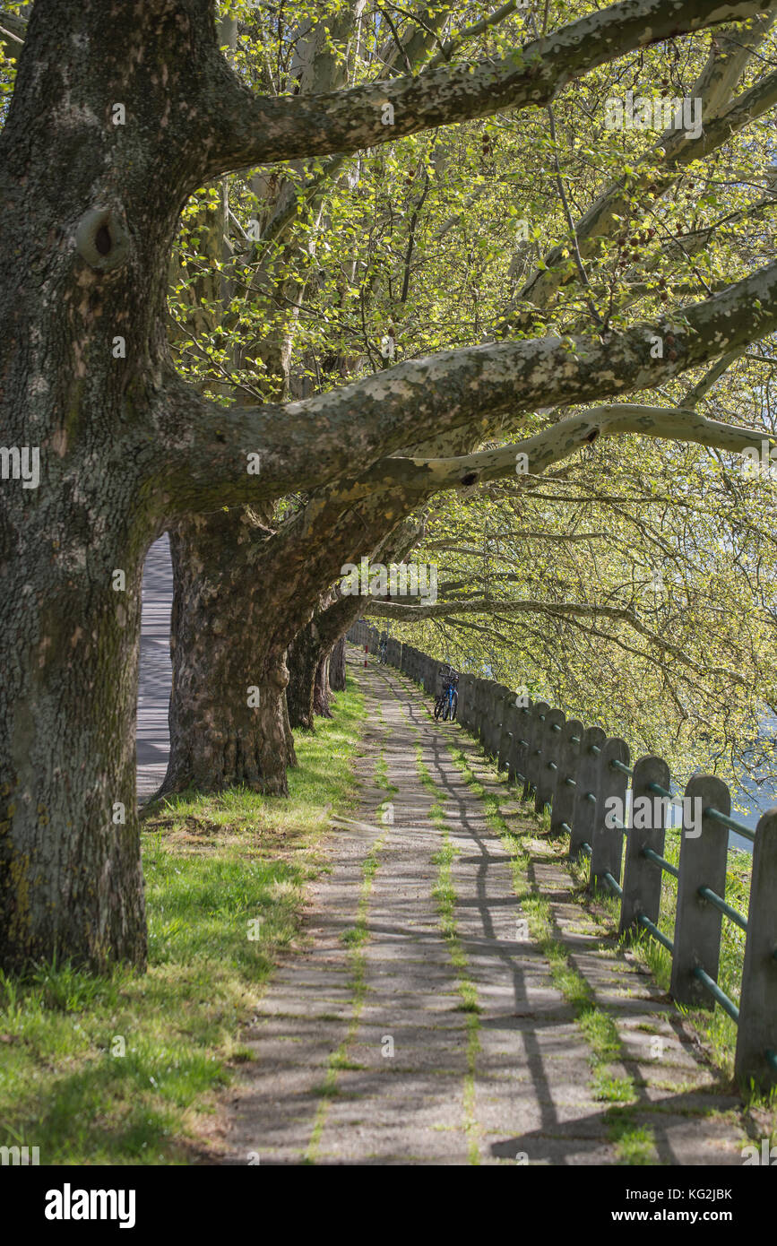 Tree alley with lane and railing in summer day Stock Photo - Alamy