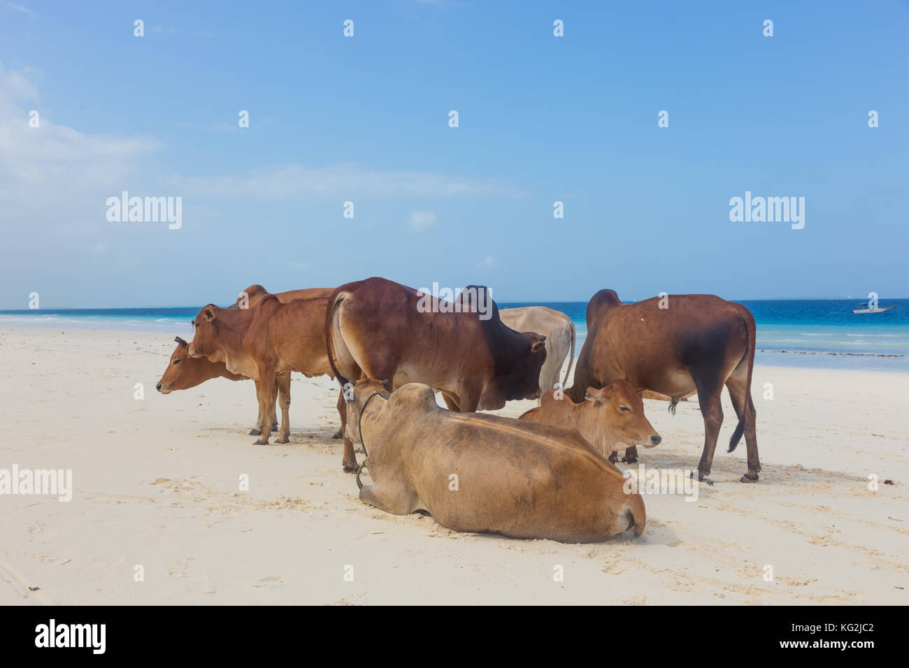 African cows are resting on Nungwi beach, Zanzibar, Tanzaia, Africa ...