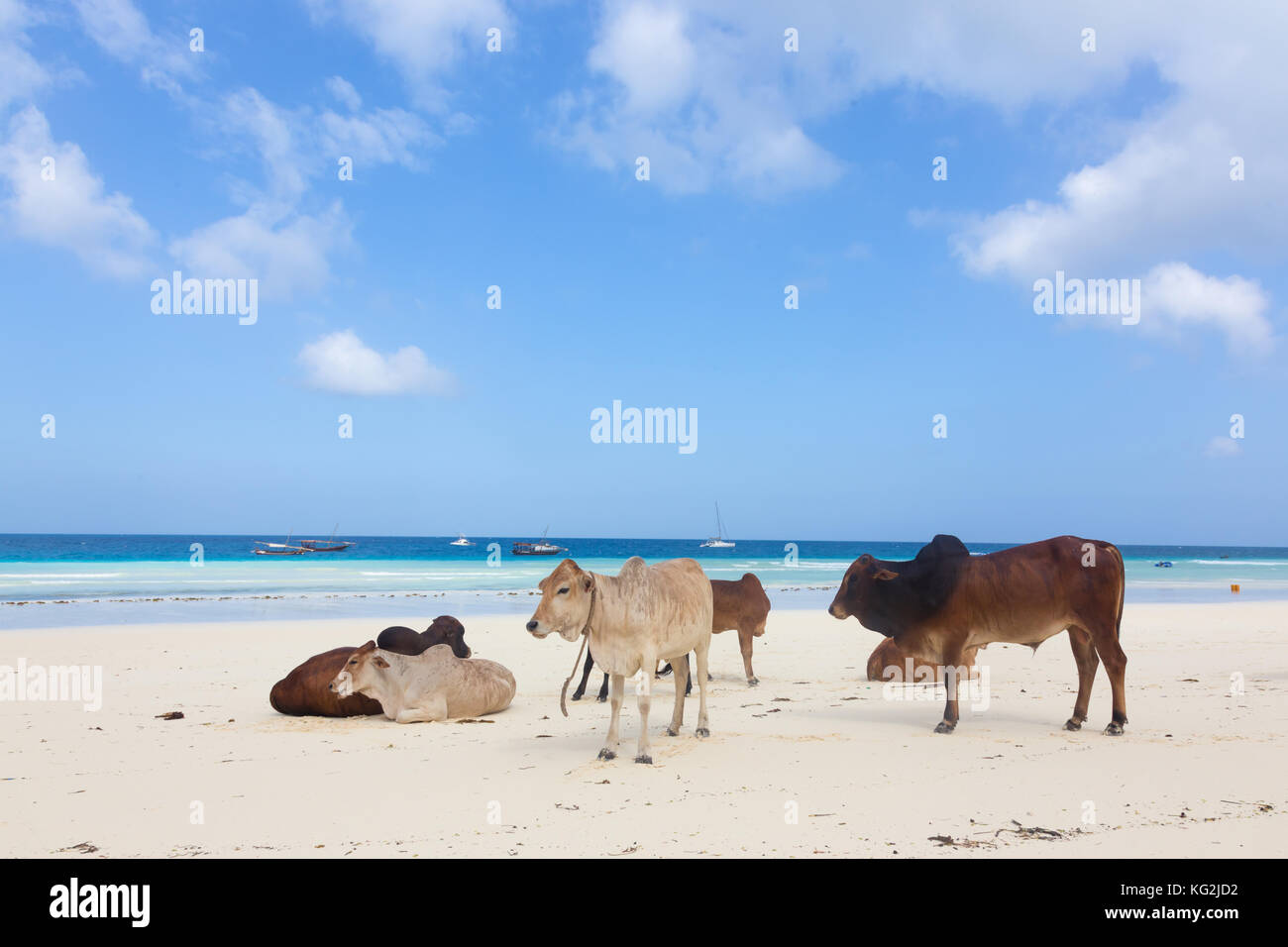 African cows are resting on Nungwi beach, Zanzibar, Tanzaia, Africa ...