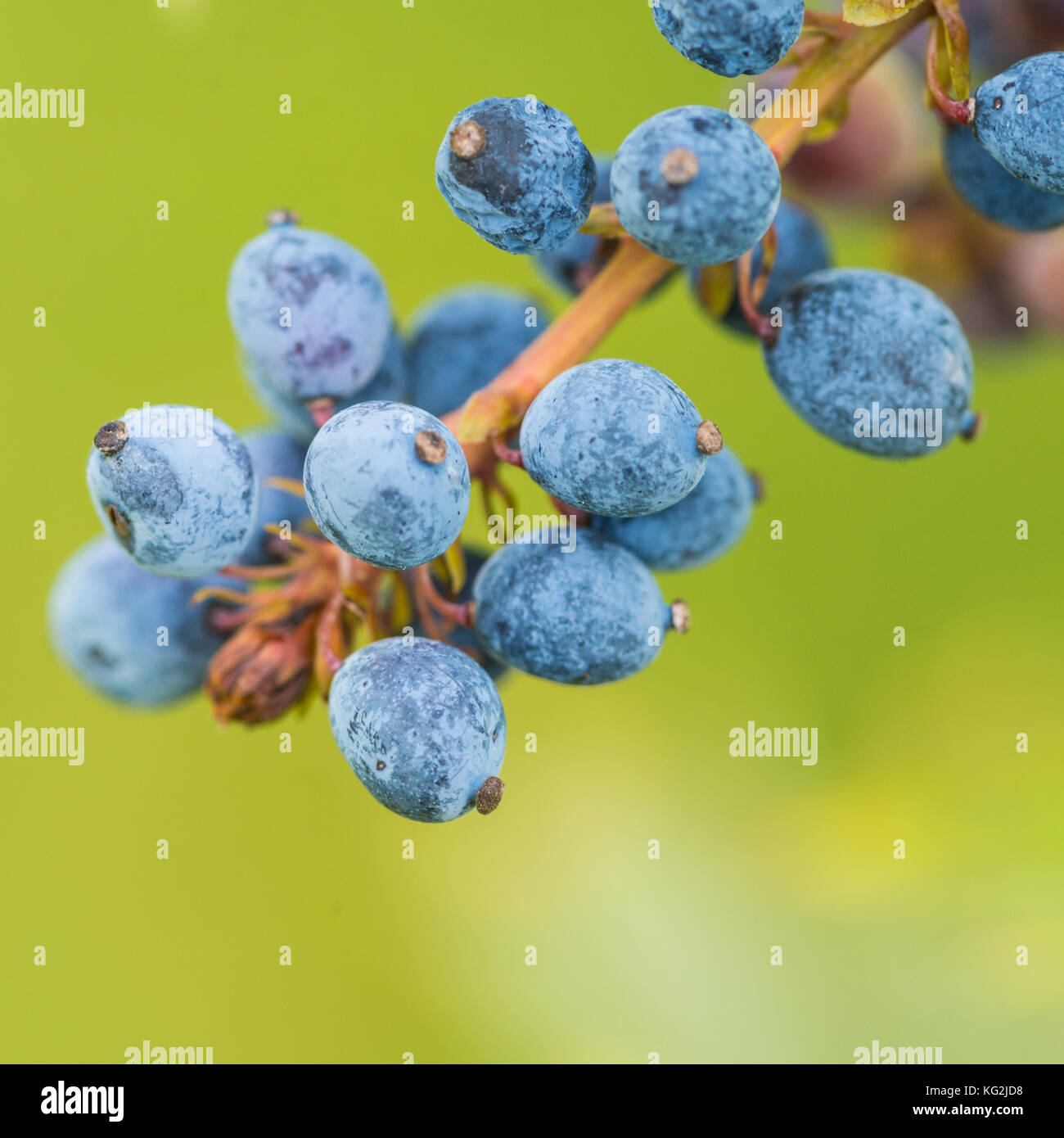 Green mahonia berries hi-res stock photography and images - Alamy