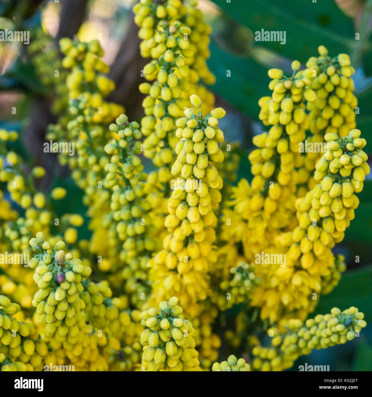 Mahonia japonica hi-res stock photography and images - Alamy