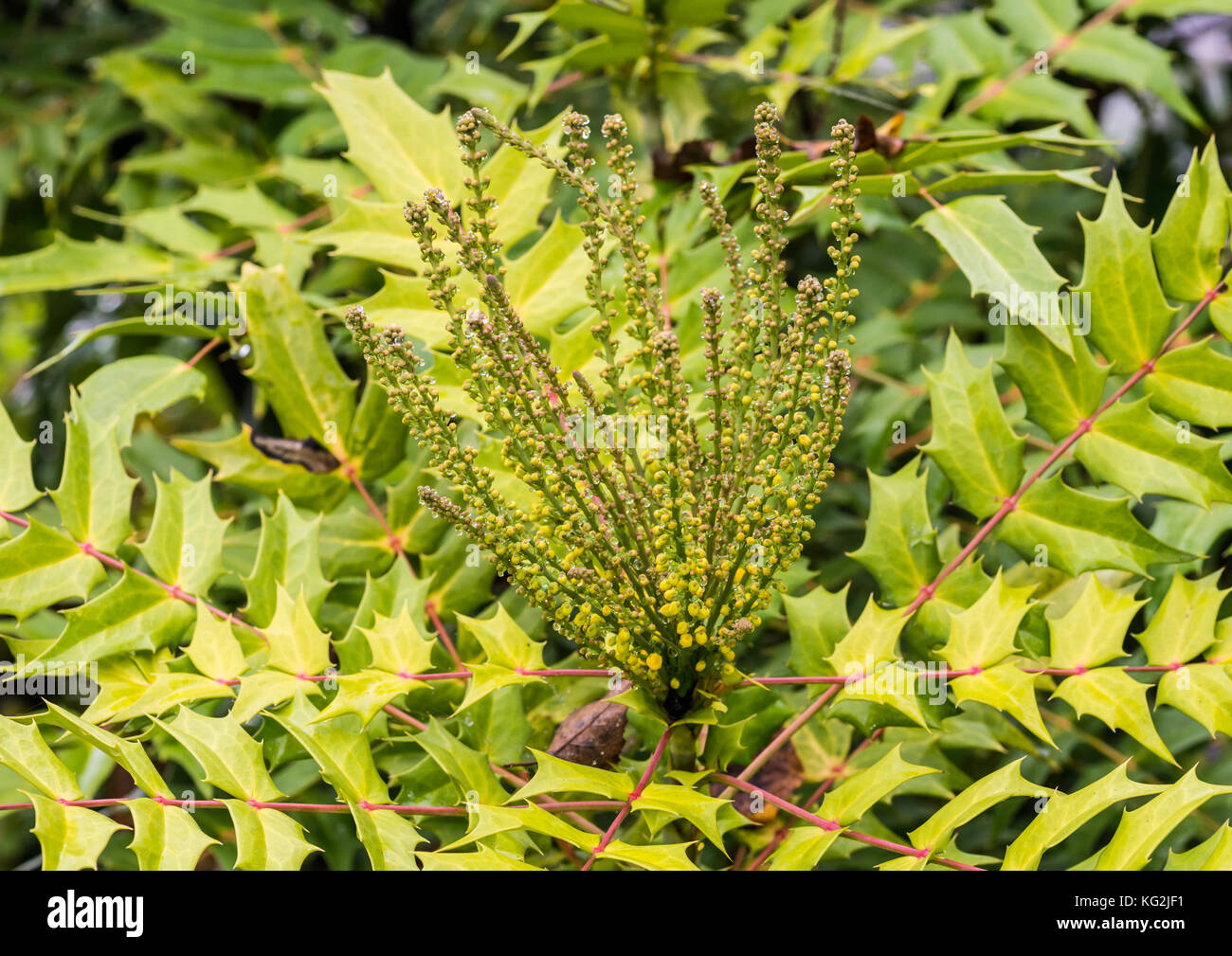Mahonia japonica hi-res stock photography and images - Alamy