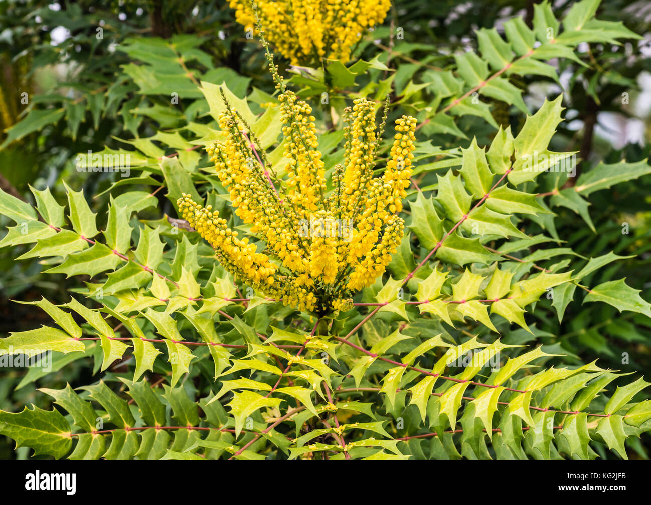 Mahonia japonica hi-res stock photography and images - Alamy