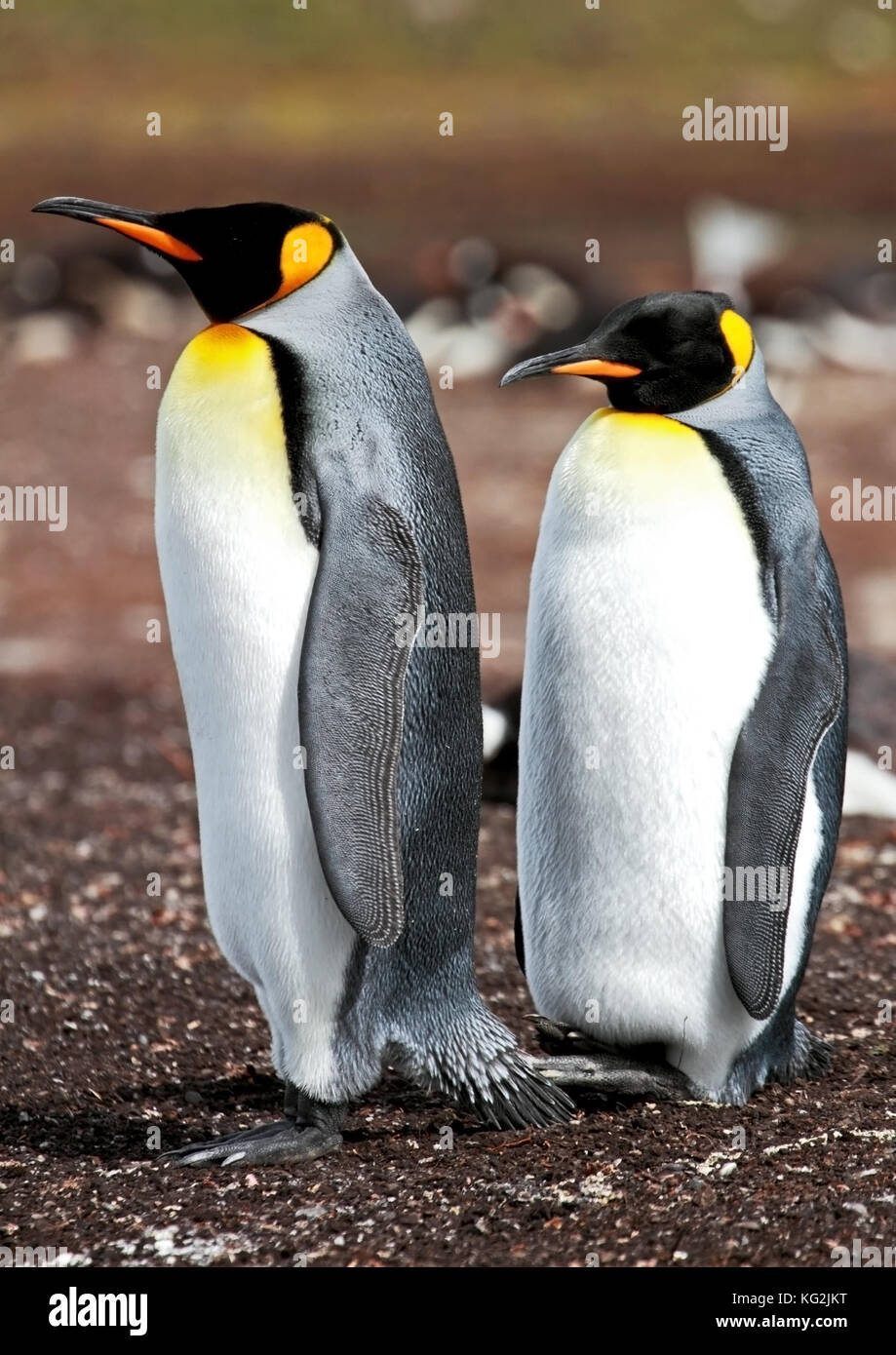 King Penguins on the Nest Stock Photo - Alamy