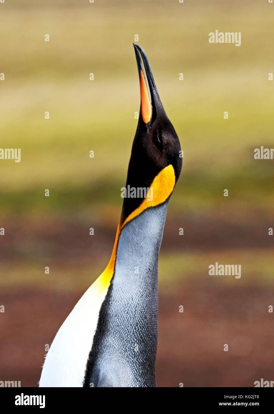 King Penguin Calling Stock Photo - Alamy