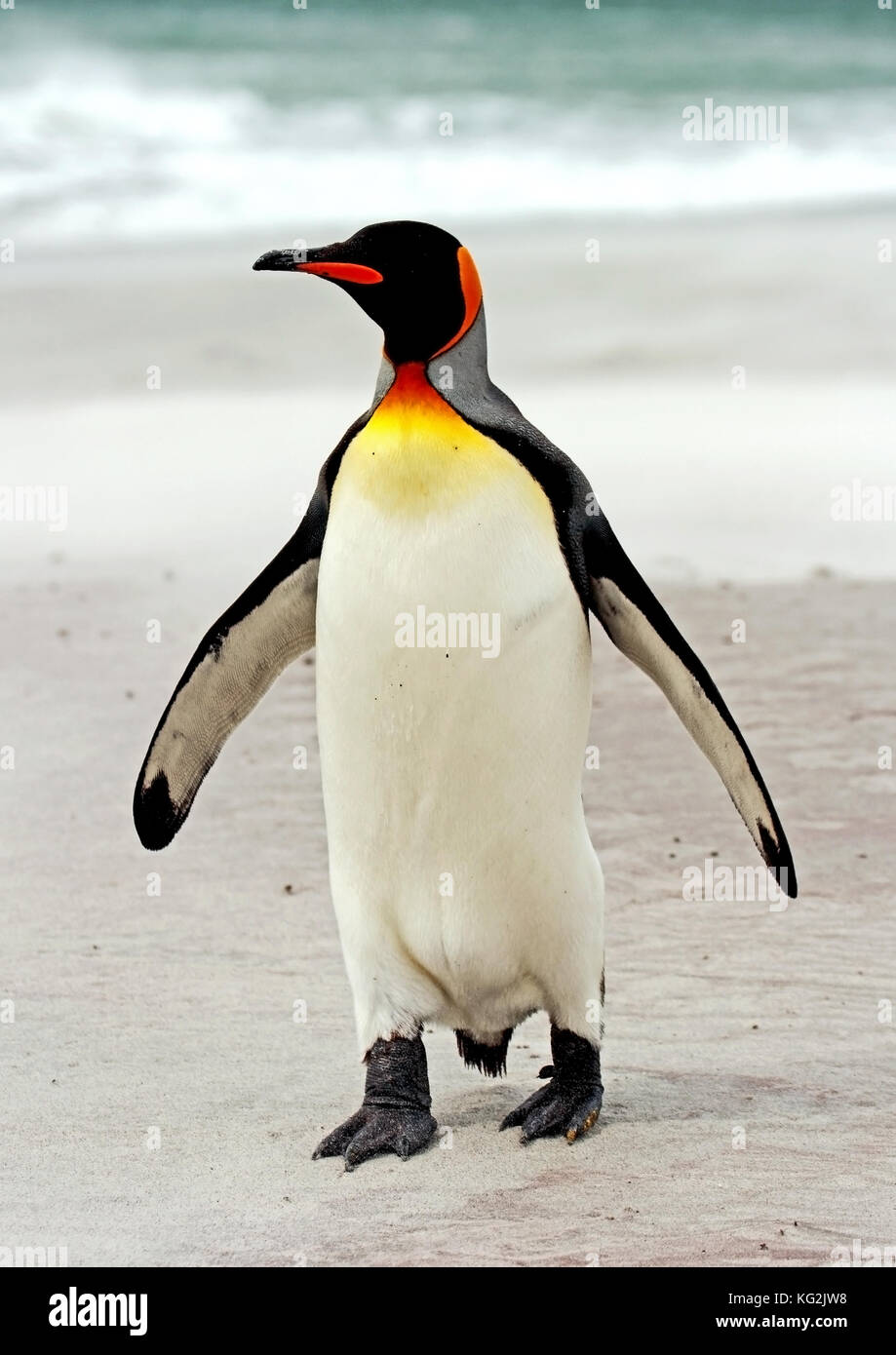 Bluff cove king penguin hi-res stock photography and images - Alamy