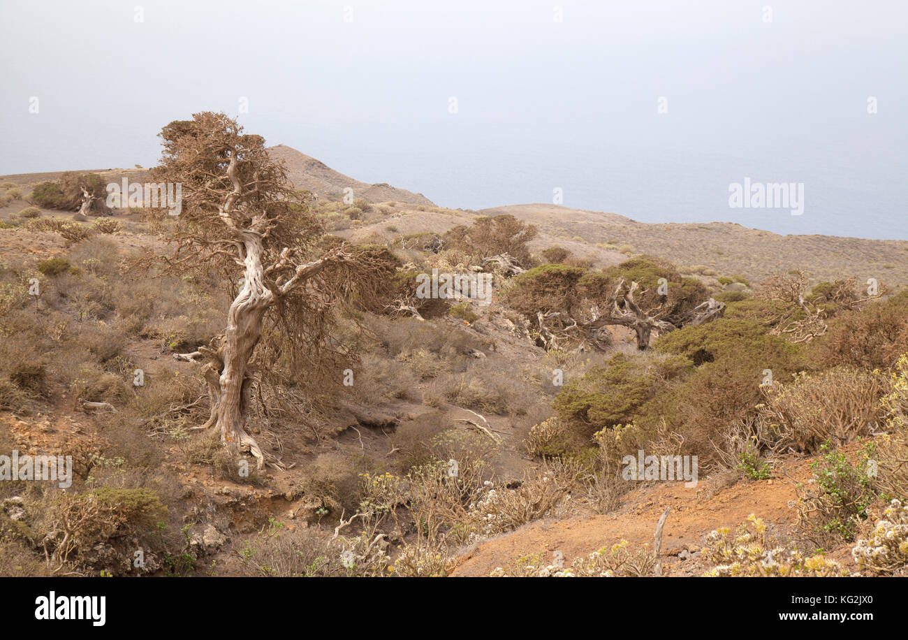 El sabinal canary islands hi-res stock photography and images - Alamy