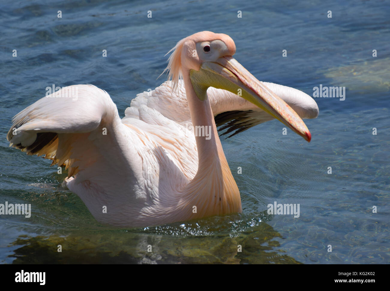 Pelican Paphos Cyprus High Resolution Stock Photography and Images - Alamy