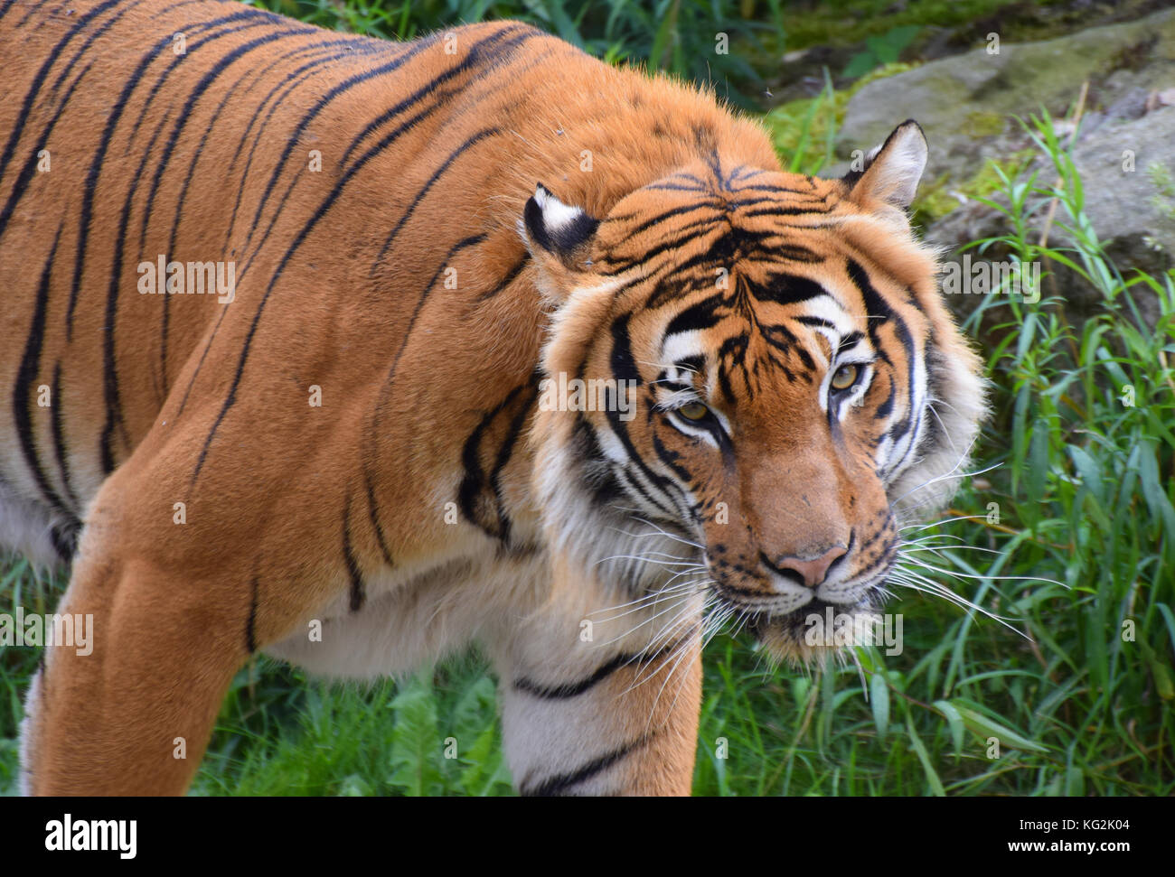 A Tiger prowling through Grass Stock Photo - Alamy