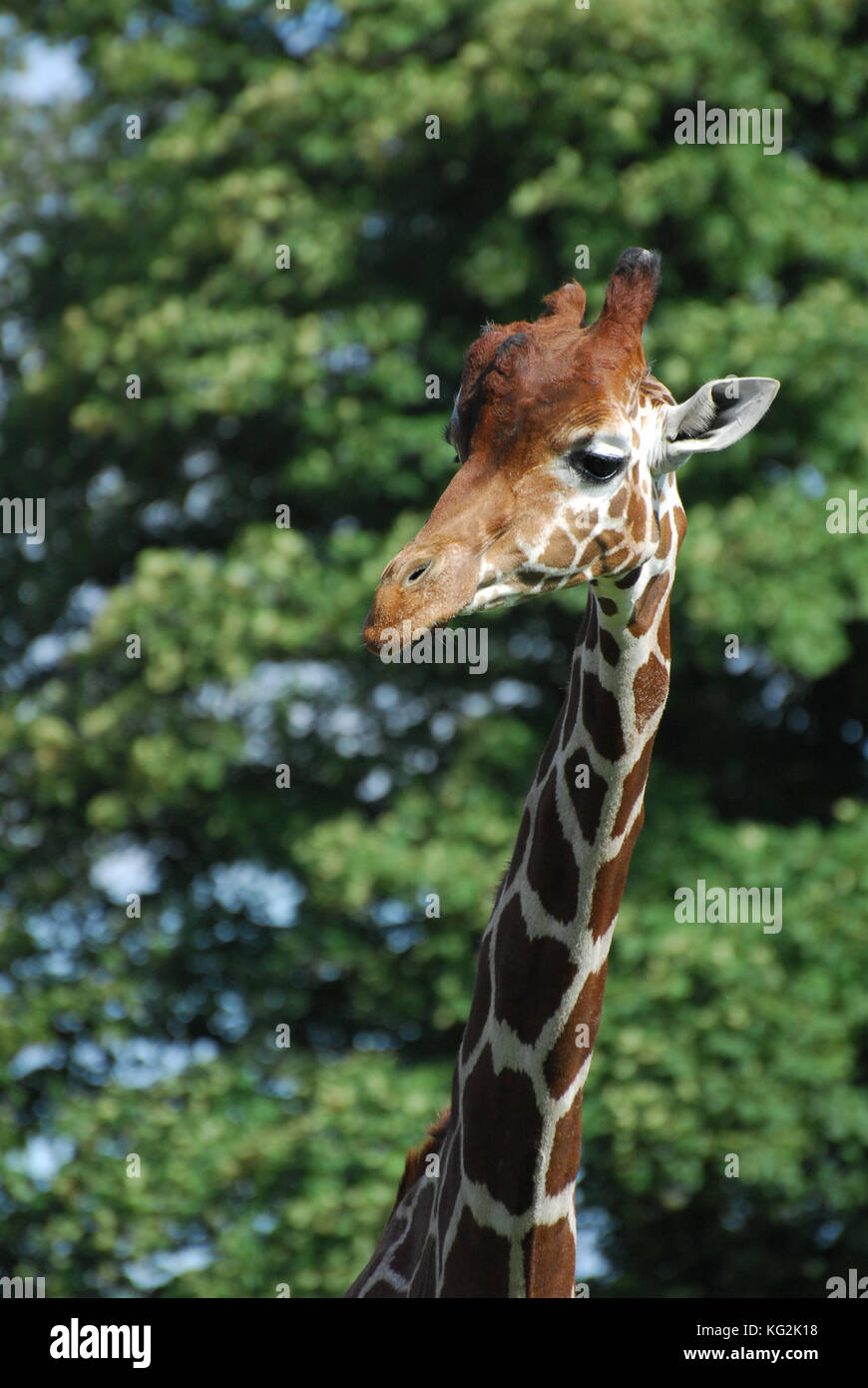 A Giraffe in the sunshine looking to the left Stock Photo - Alamy