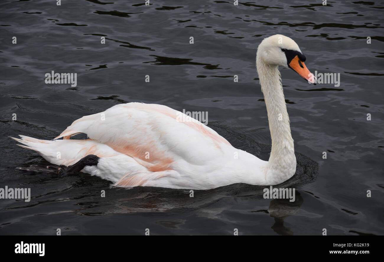 A Mute Swan with pink feathers caused by a fungal infection Stock Photo ...