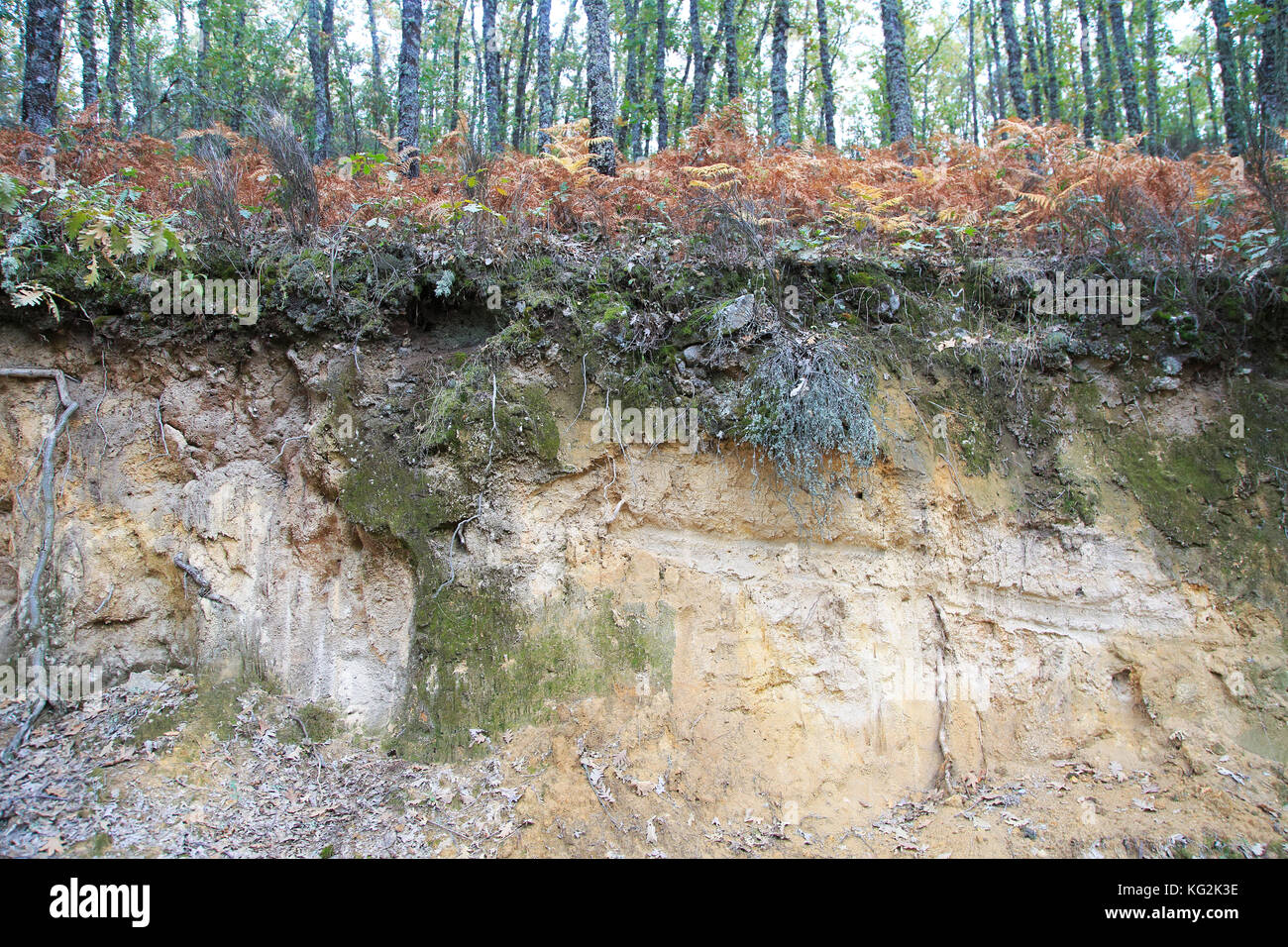 Cross section humus soil profile hi-res stock photography and images - Alamy