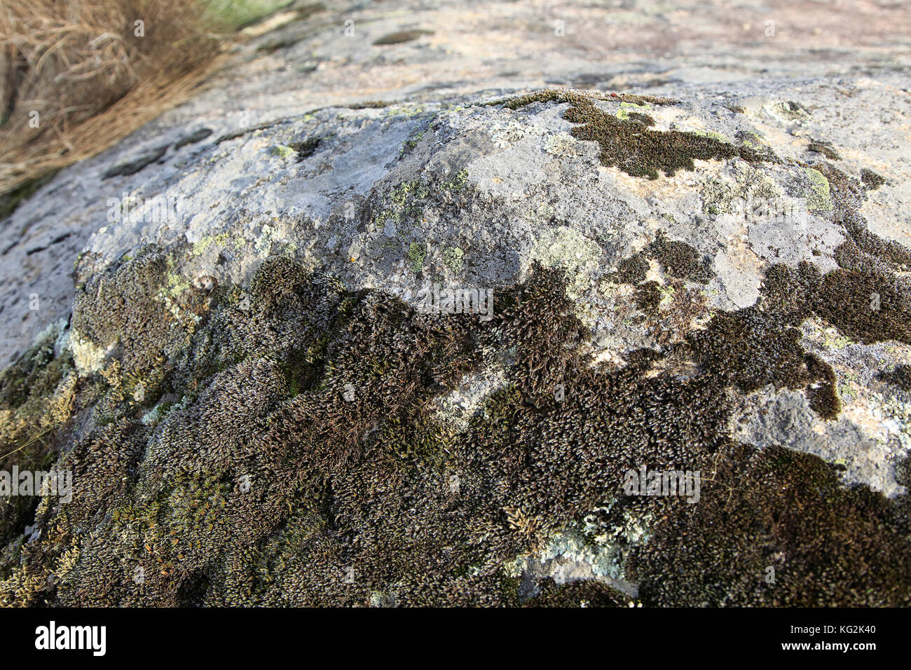 Biological Weathering Lichen