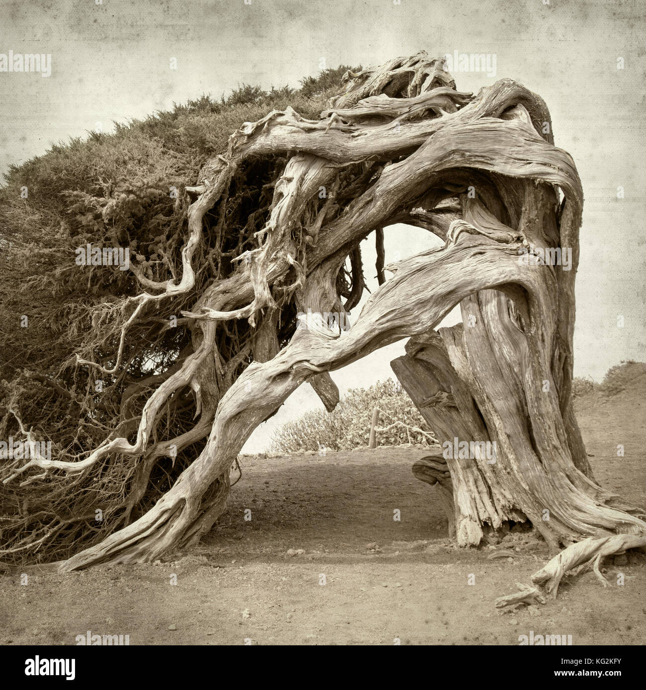 textured old paper background with famous juniper tree, symbol of El ...