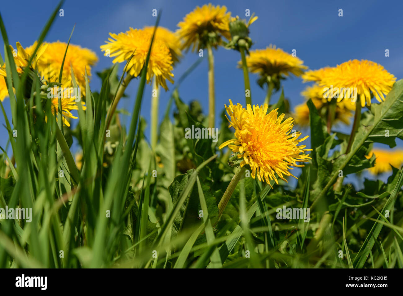 Spring floral natural background with yellow dandelions growing in a ...