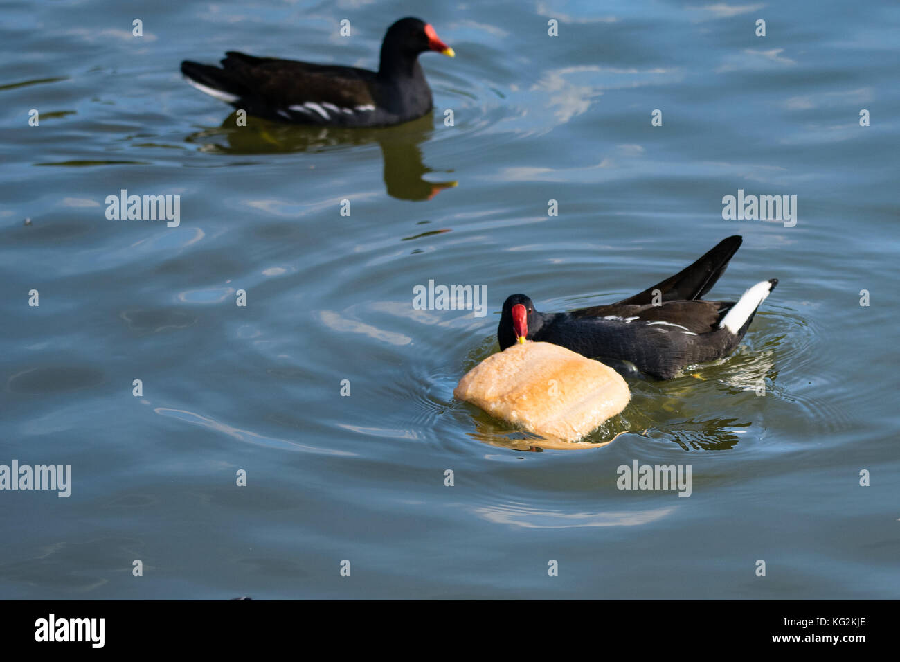 Feeding bread to the ducks, moorhen ducks fight over a slice of bread ...