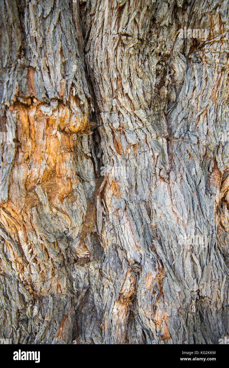 Tinted Bark. Tree bark in various colours to be used as art or décor ...