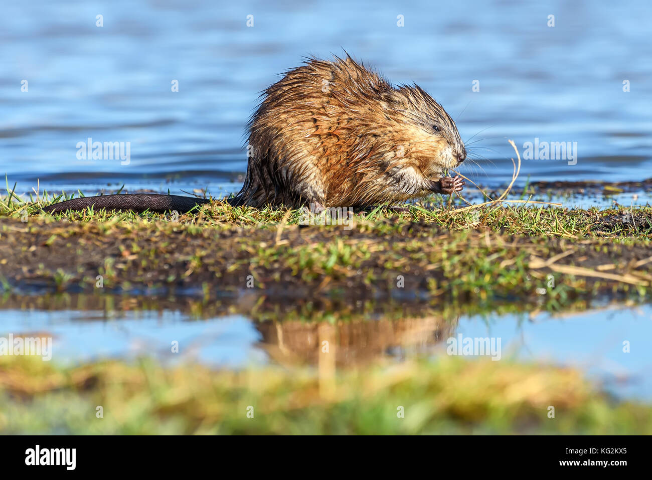 Tail of muskrat hi-res stock photography and images - Alamy