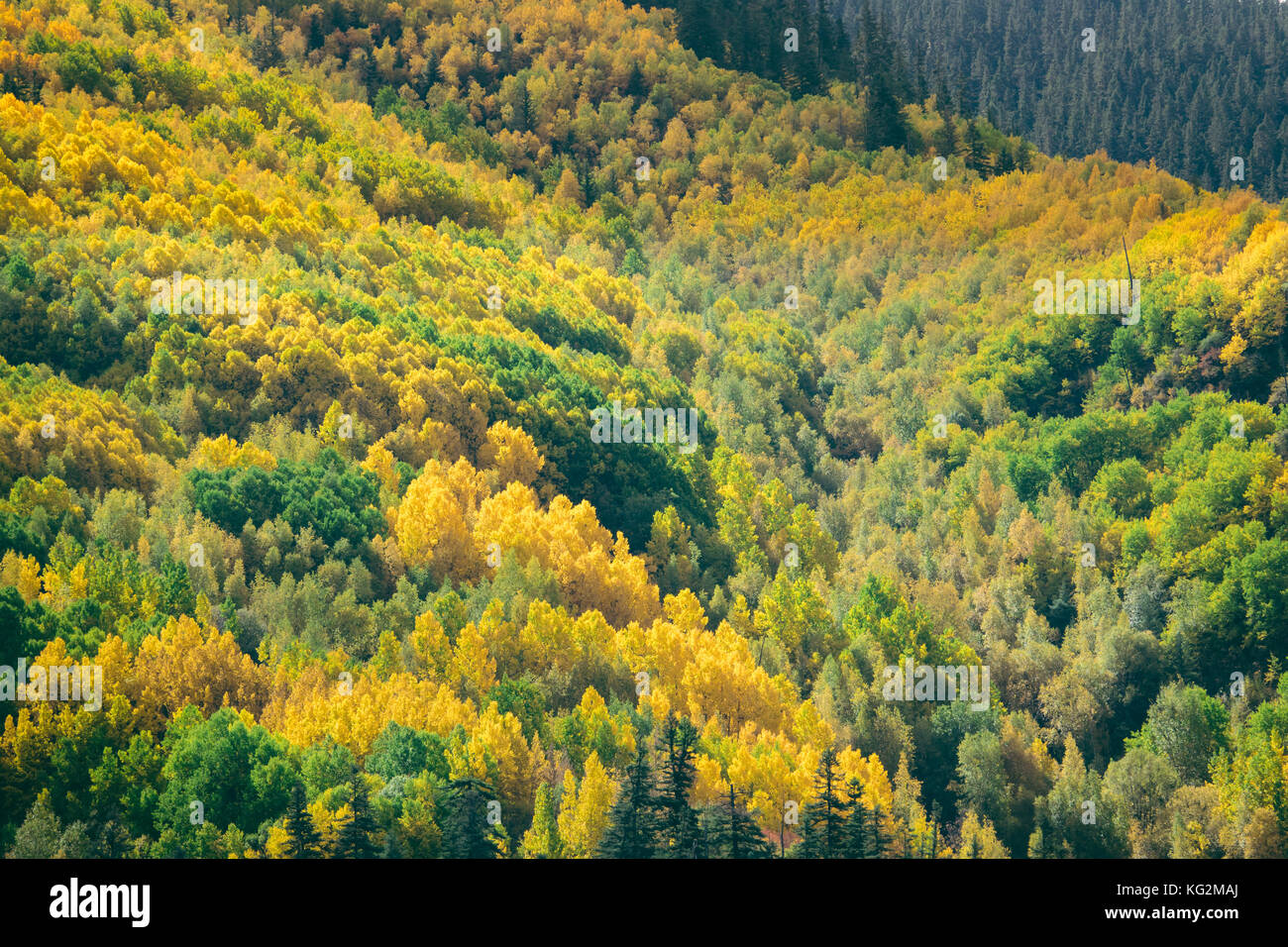 Autumn mixed forest. yellow color trees Stock Photo - Alamy