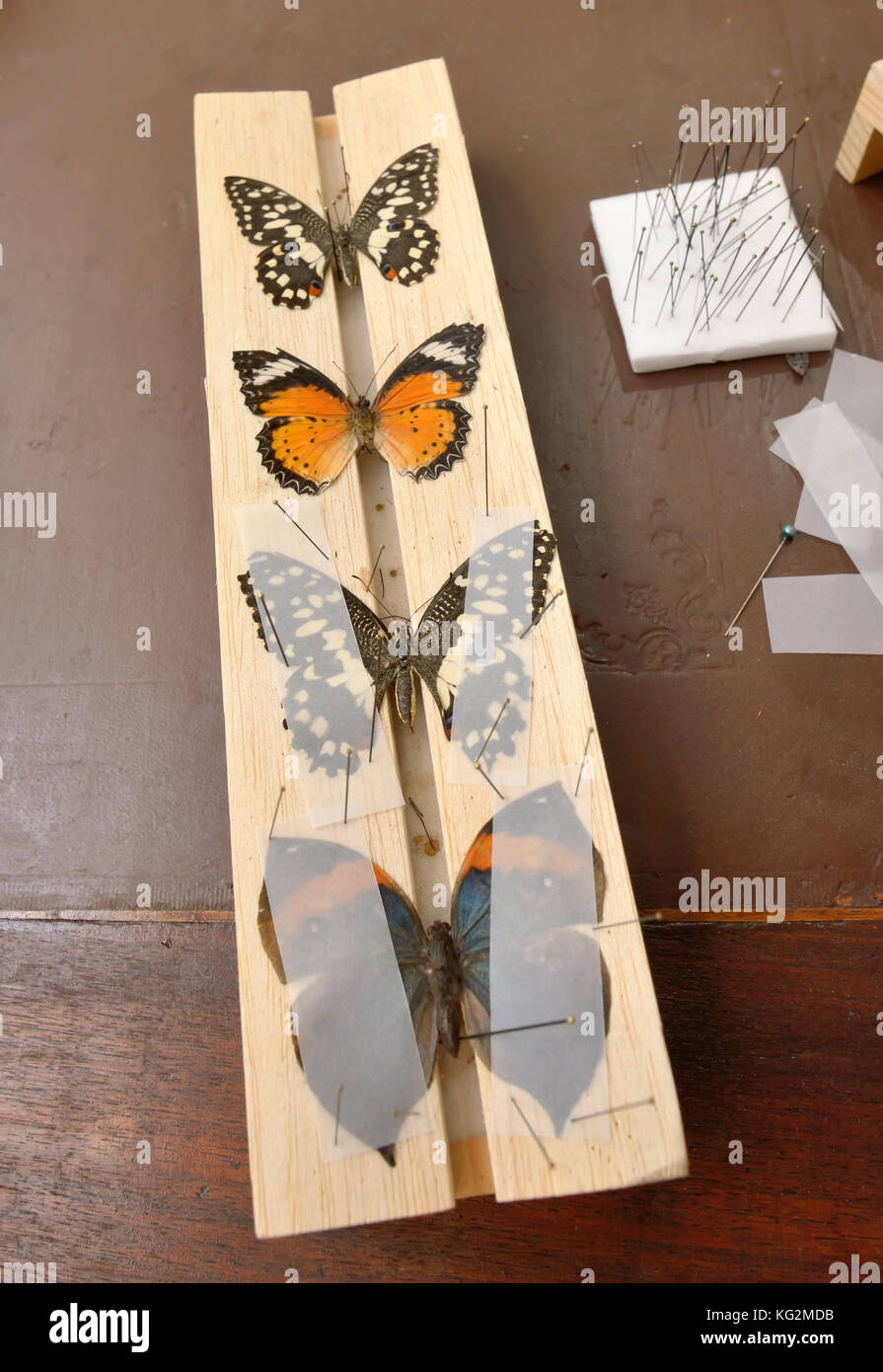 Microscope lab insects hi-res stock photography and images - Alamy