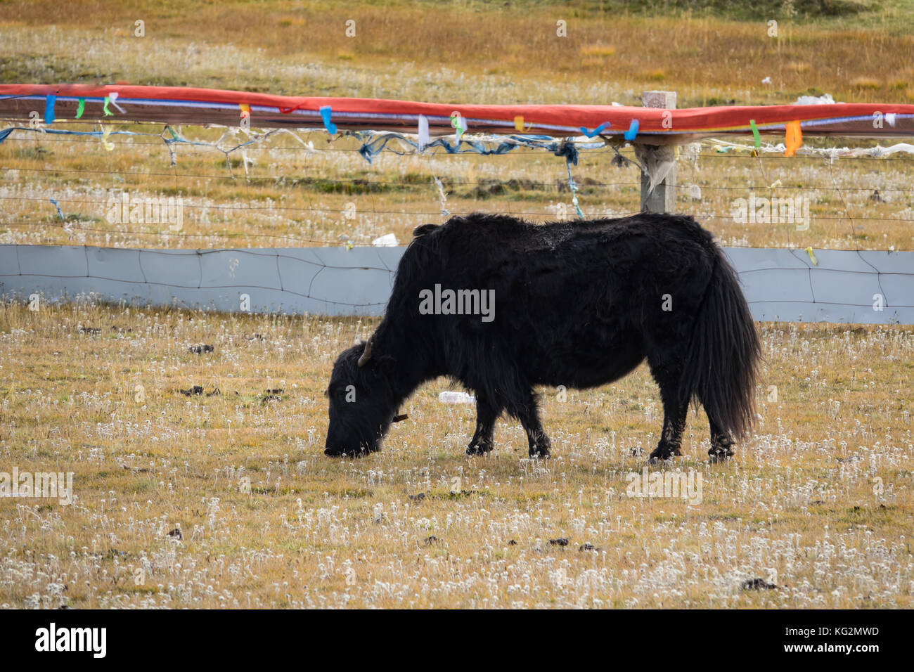 yak in Tibet in the mountains on the pasture Stock Photo - Alamy