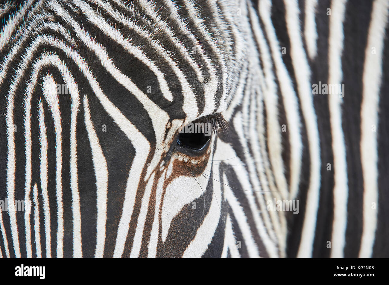 Close-up of the eye of a zebra with hair detail and patterns Stock ...