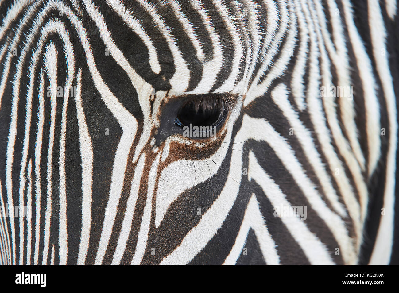 Close-up of the eye of a zebra with hair detail and patterns Stock ...