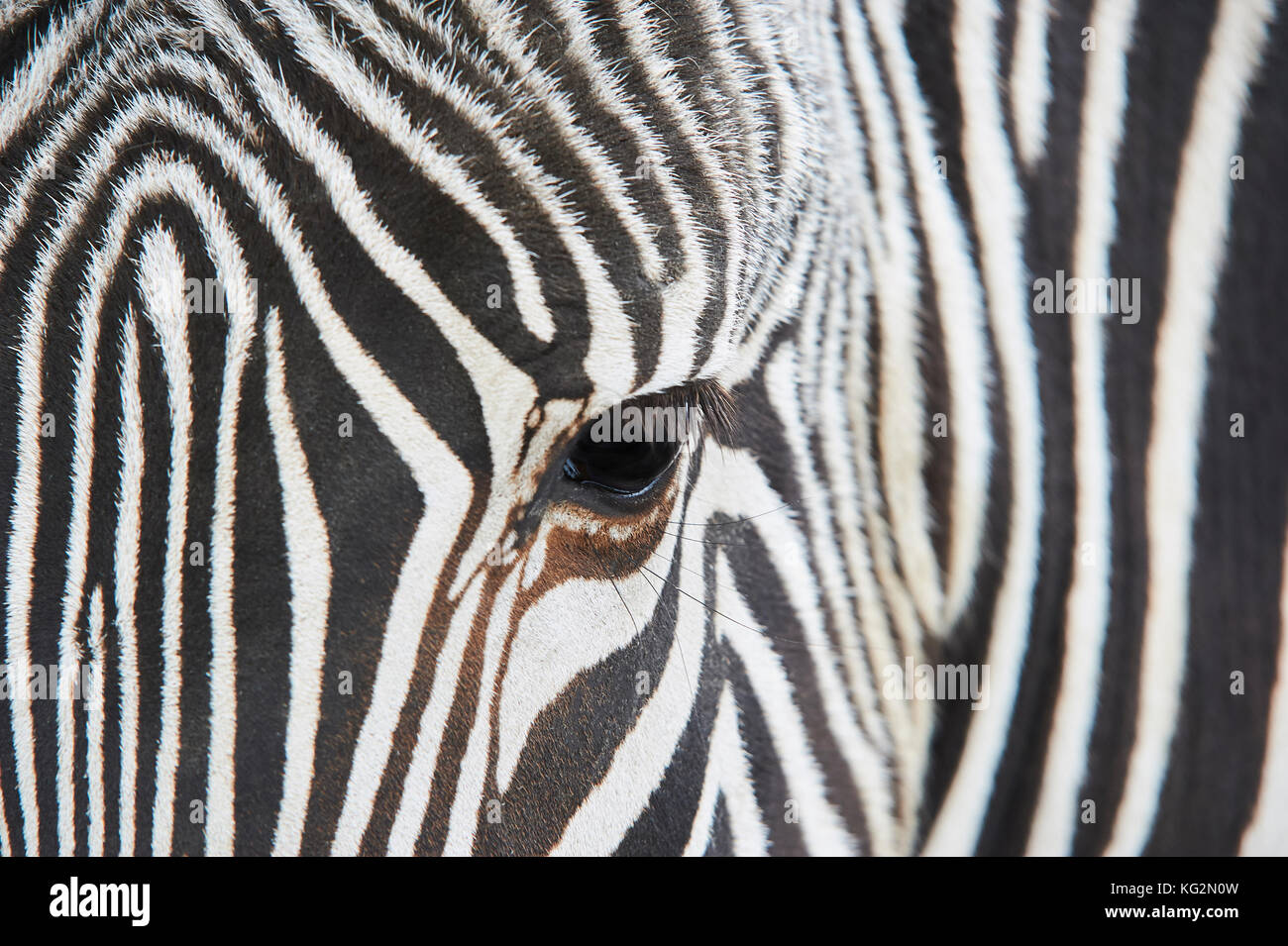 Close-up of the eye of a zebra with hair detail and patterns Stock ...
