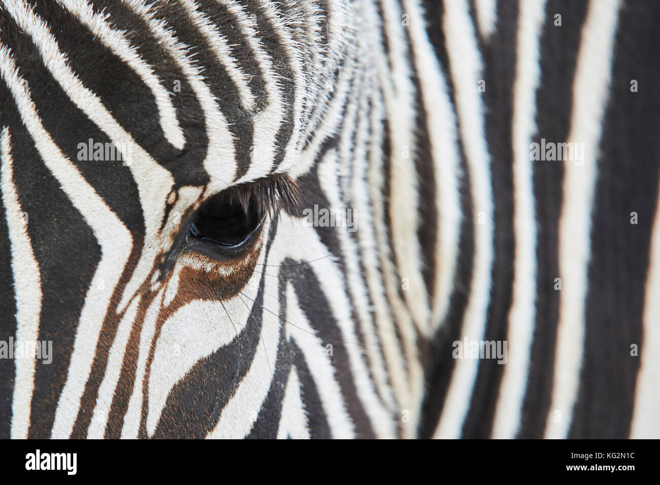 Zebra skin detail hi-res stock photography and images - Alamy