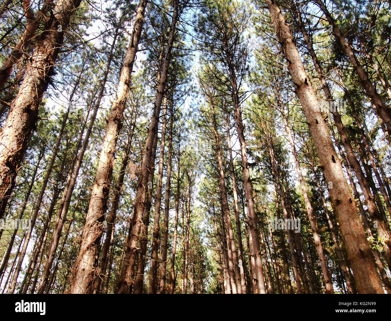 Beaver lake nature center pine hi-res stock photography and images - Alamy
